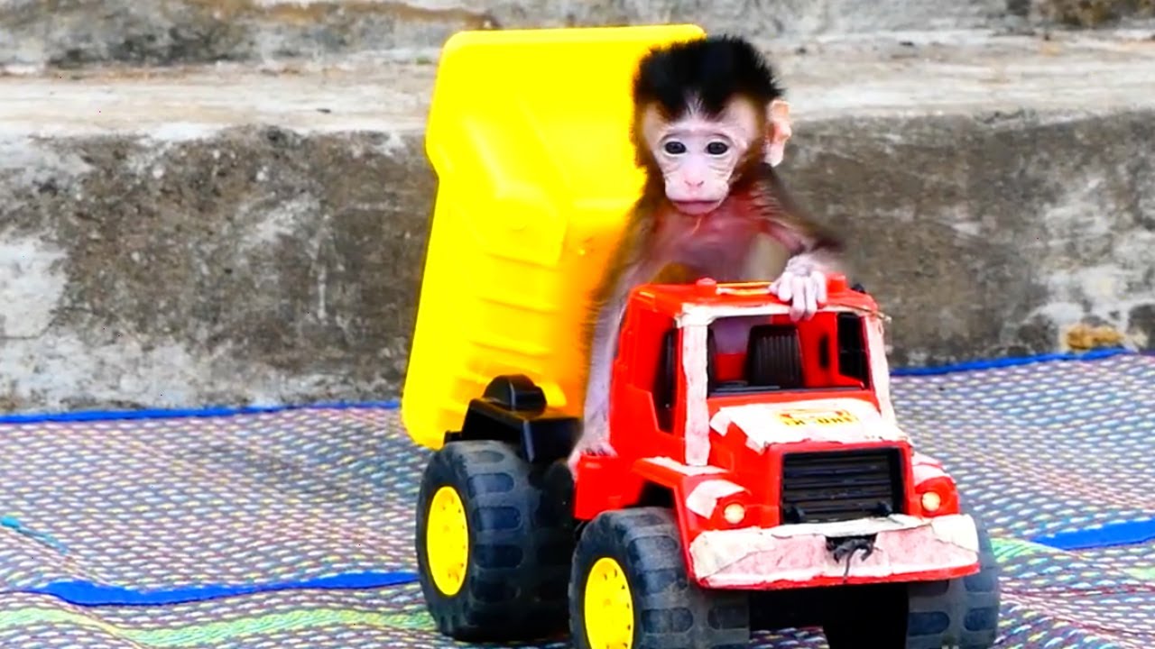 Orphan Martin Toys New Toys - A cute Martin monkey loves his toys ...