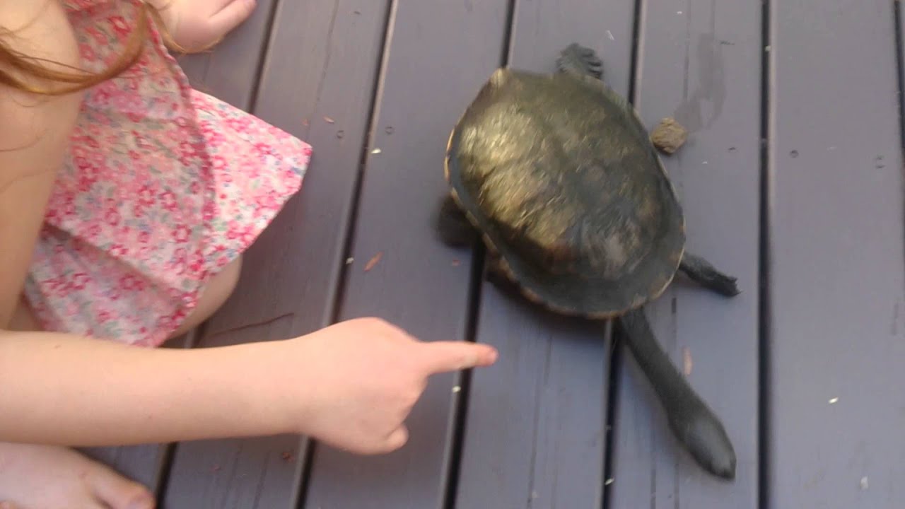 Turtle chases kids, she loves to bite toes - YouTube