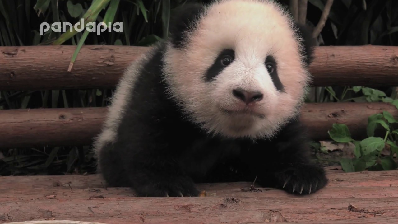 Panda cub Qing Qing rests alone - YouTube
