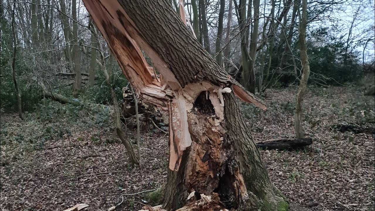 Wind speed to cancel Forest School - YouTube