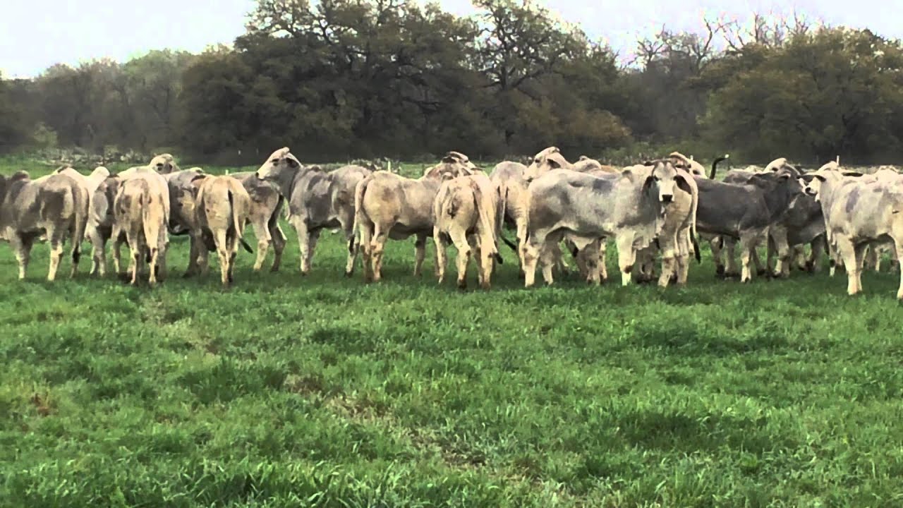 Brahman Hiefers - YouTube