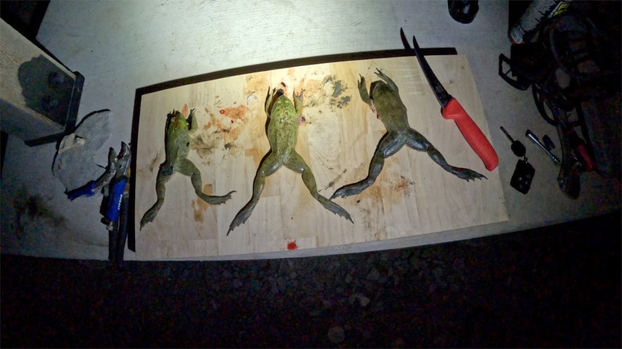 American Bullfrog, Catch, Clean, & Cook - YouTube