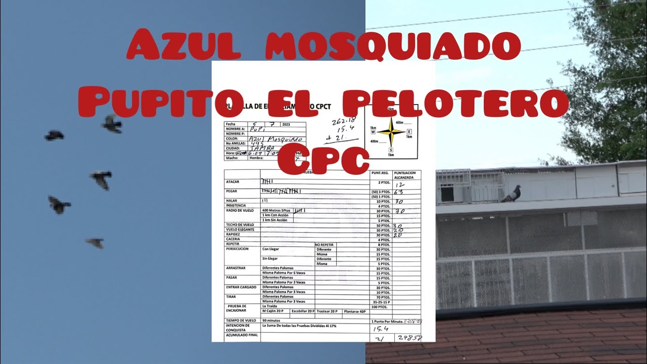 CPC Tampa Azul Mosquiado de PUPITO el Pelotero - YouTube