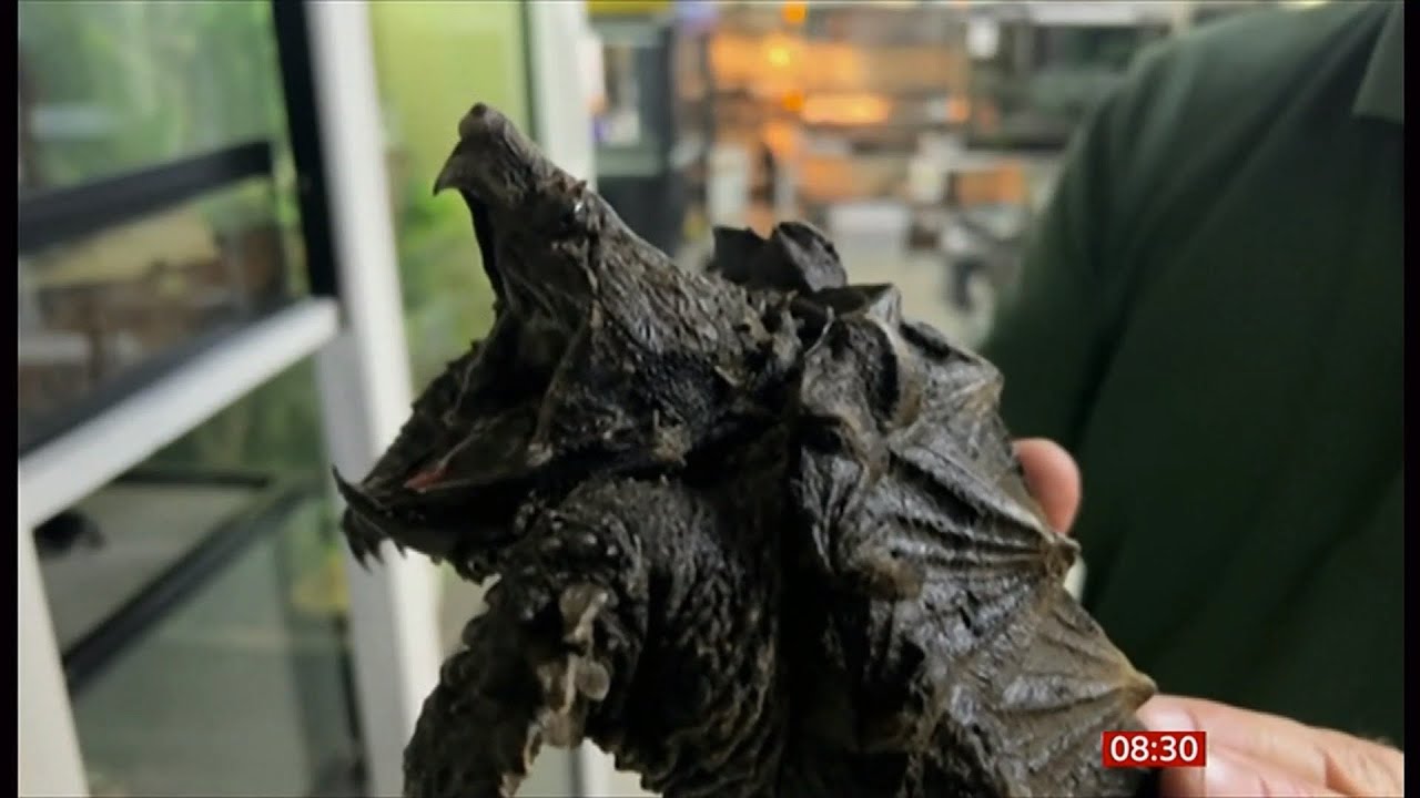 Fluffy the Alligator snapping turtle that was rescued - follow up story ...