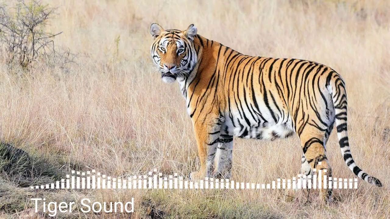 Animal sounds, Tiger Sound - YouTube