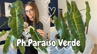 Philodendron Paraiso Verde – jak uprawiać, aby pięknie rósł?