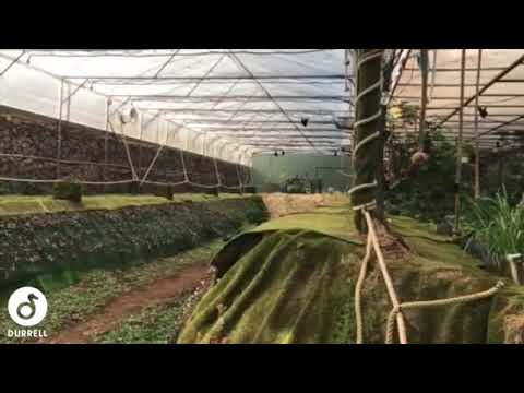 Flying free, new bat tunnel. - YouTube