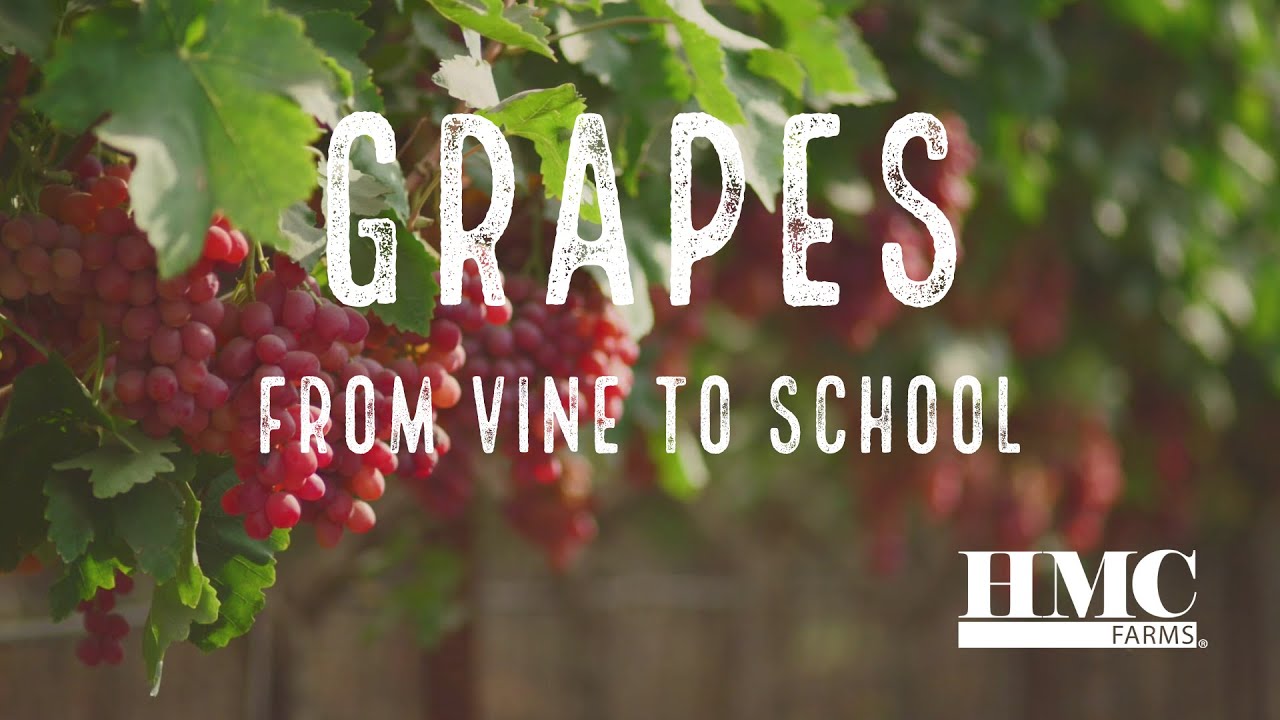 Grapes From Vine To School - YouTube