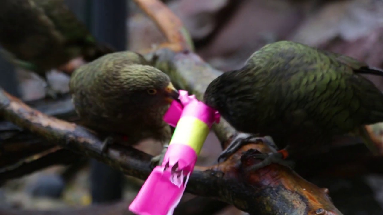 The keas enjoy their festive kea-rackers! - YouTube