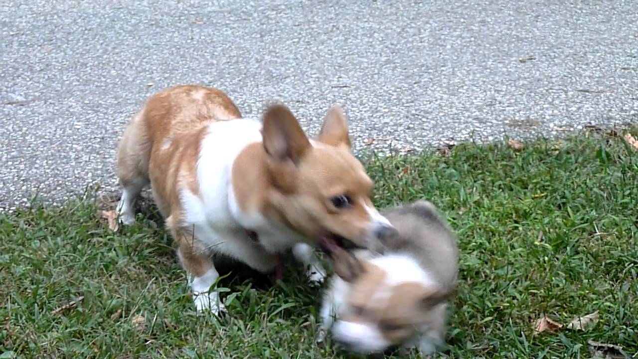 corgi mom plays with puppy - YouTube