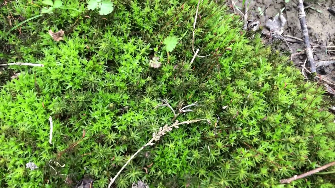 Moss Structure - YouTube