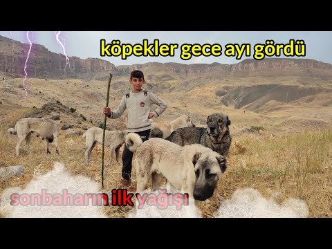 YAZLIK ÇADIRA YAĞMUR YAĞDI YÜKSEK RAKAM !! KARARSIZ AYI (Siirt
