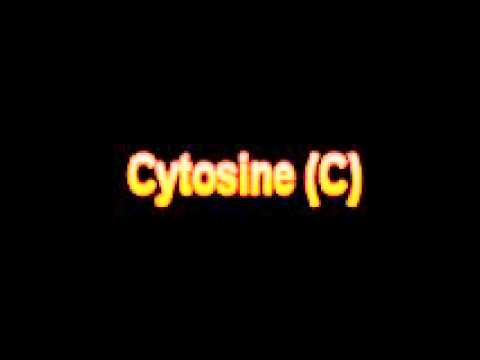 What Is The Definition Of Cytosine C - Medical Dictionary Free Online