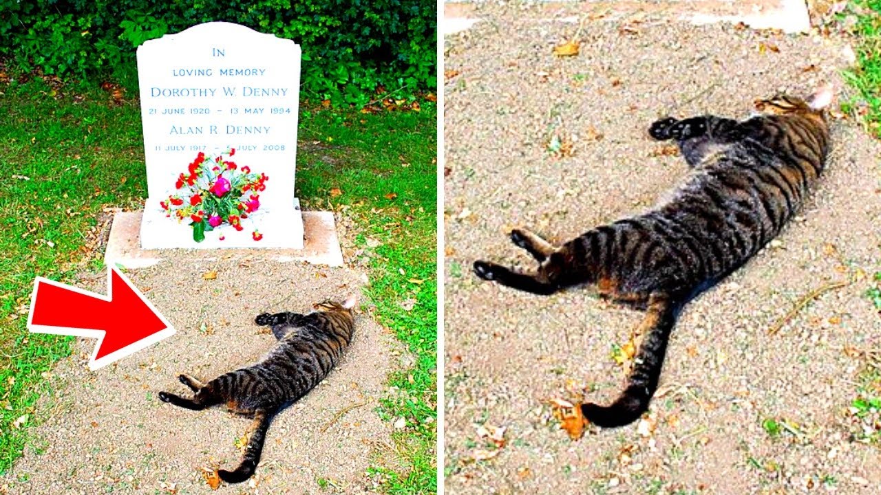 Cat Sleeps On Owner's Grave 1 Whole Year. Here's Why... - YouTube