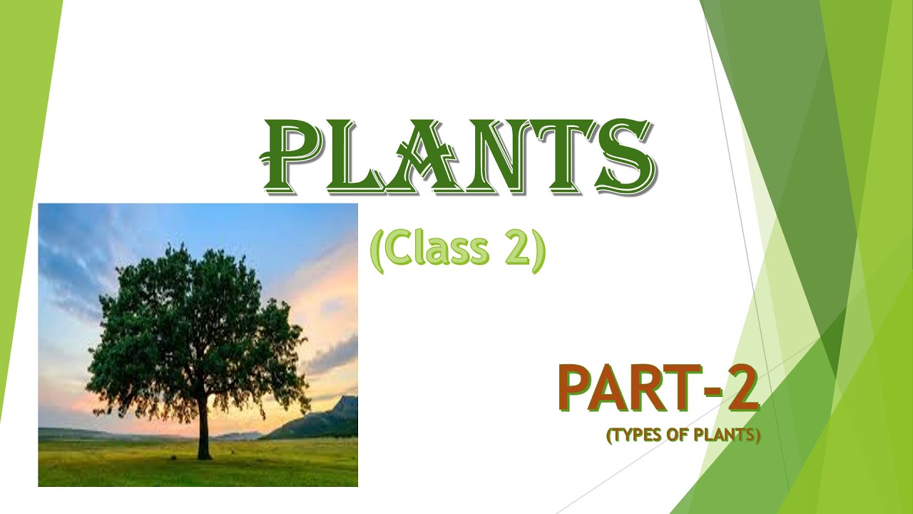 PLANTS / PART 2 / CLASS 2 / TYPES OF PLANTS - YouTube