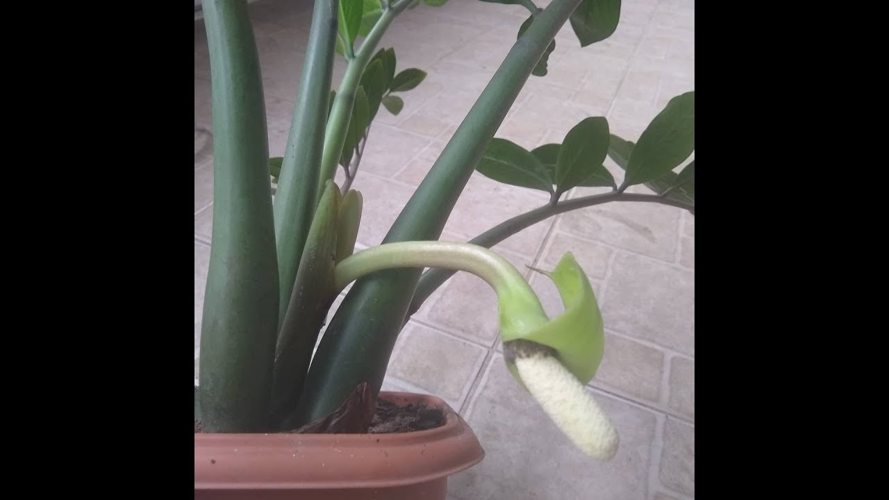 A flor da Minha zamioculca - YouTube