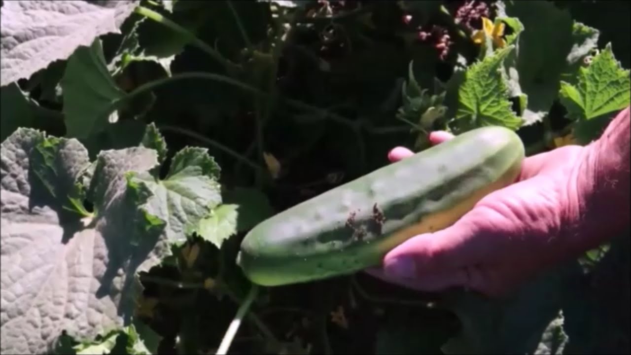 Comment cultiver les concombres. Du semis à la récolte. - YouTube