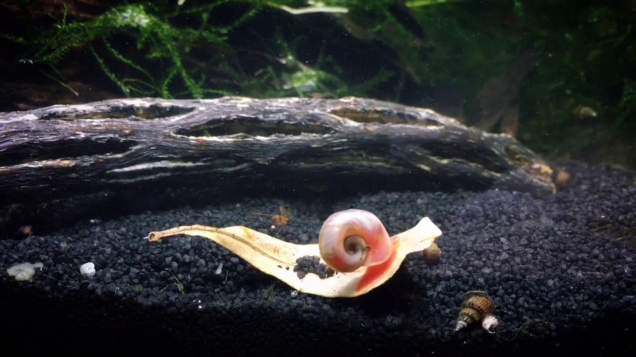 Planorbella duryi duryi „Rosa“ - Rosa Posthornschnecke - YouTube