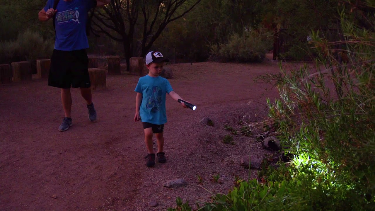 Desert Botanical Garden | Flashlight Nights - YouTube
