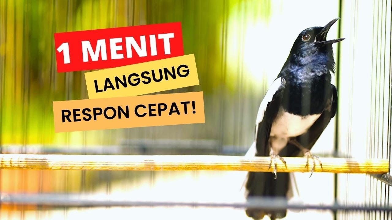 PANCINGAN UNTUK MENDONGKRAK KACER JADI FIGHTER ON BUKA EKOR - YouTube