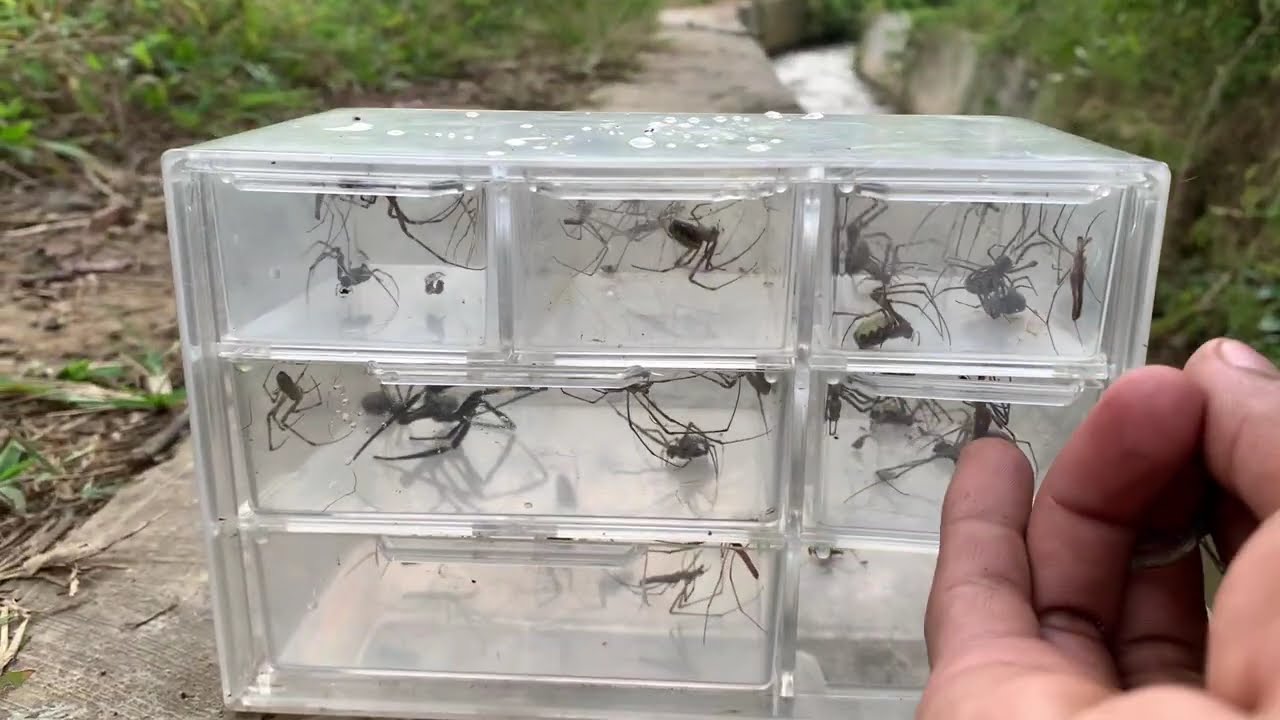 Hunting top 100 spider on riverbanks - YouTube