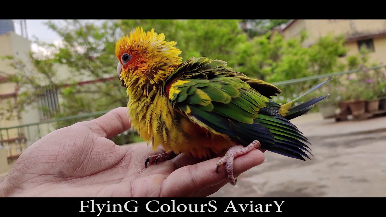 "LifE oF SuN ConurE”|ಗ್ರೊತ್ ಸ್ಟೇಜ್ ಆಫ್ ಸನ್ ಕೊನೊರ್| SuN ConurE GrowtH ...