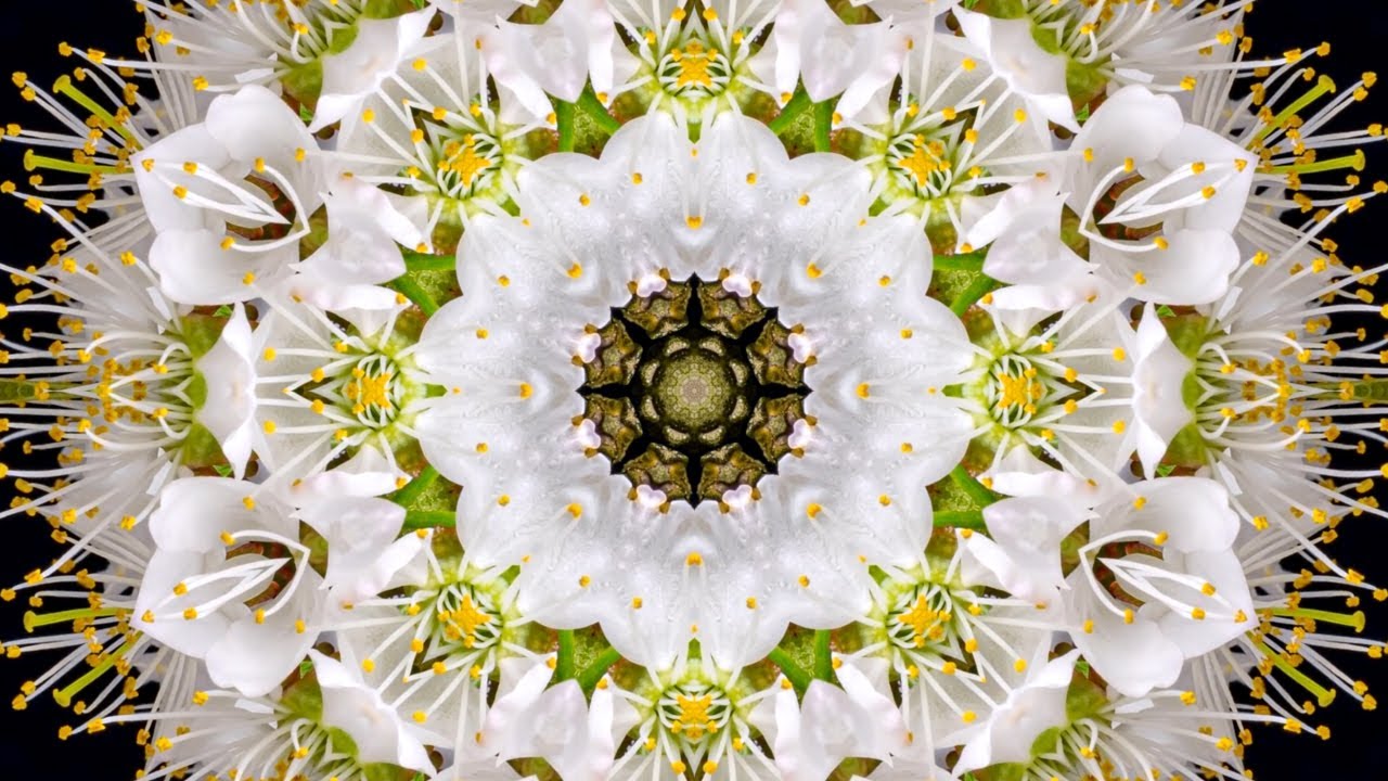 SPRING KALEIDOSCOPE Blooming Flowers Time Lapse in Satisfying Geometric ...