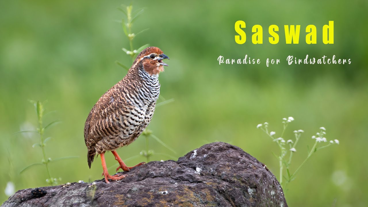 Saswad Grassland | Bird and Wildlife Photography | Bhigwan Series - YouTube