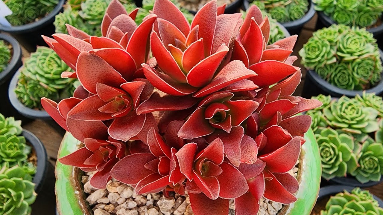 ️다육판매 ️새로 온 특급다육이😎 다육이 군생좋아하는사람 저욧🙋♀️🙋♂️다육이 이천 Succulent