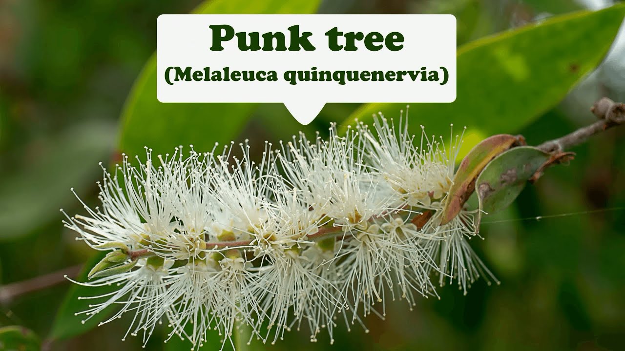 Punk tree - YouTube