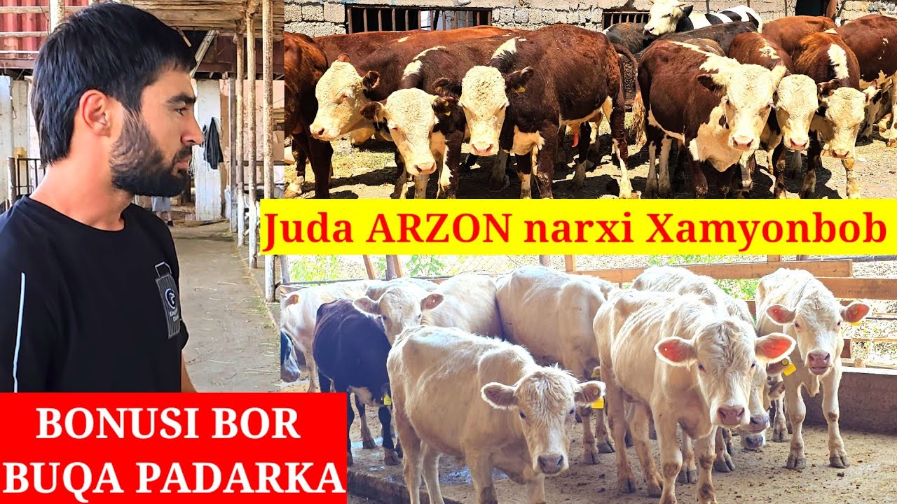 Arzon Narxda BONUSGA 1 DONA buqa beraman dedila. XUSNIDDIN Aka Avlikol ...