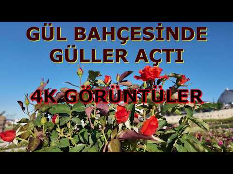 Tasarımcılarına İlham Veren Bahçe | Mükemmel Gül Bahçesi Yürüyüşü