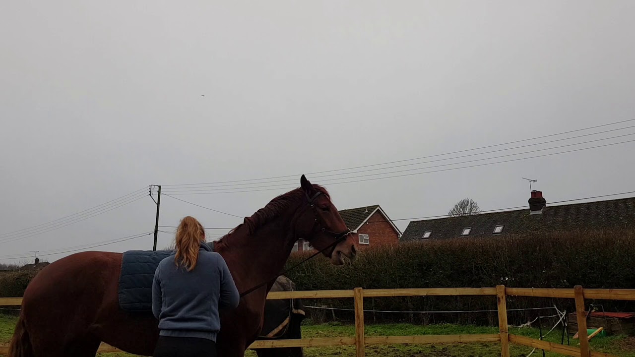 My Furst Diamond - First time being girthed as a rising 3 year old ...