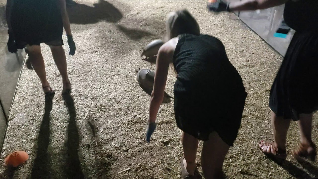 Dallas Armadillo Races - YouTube