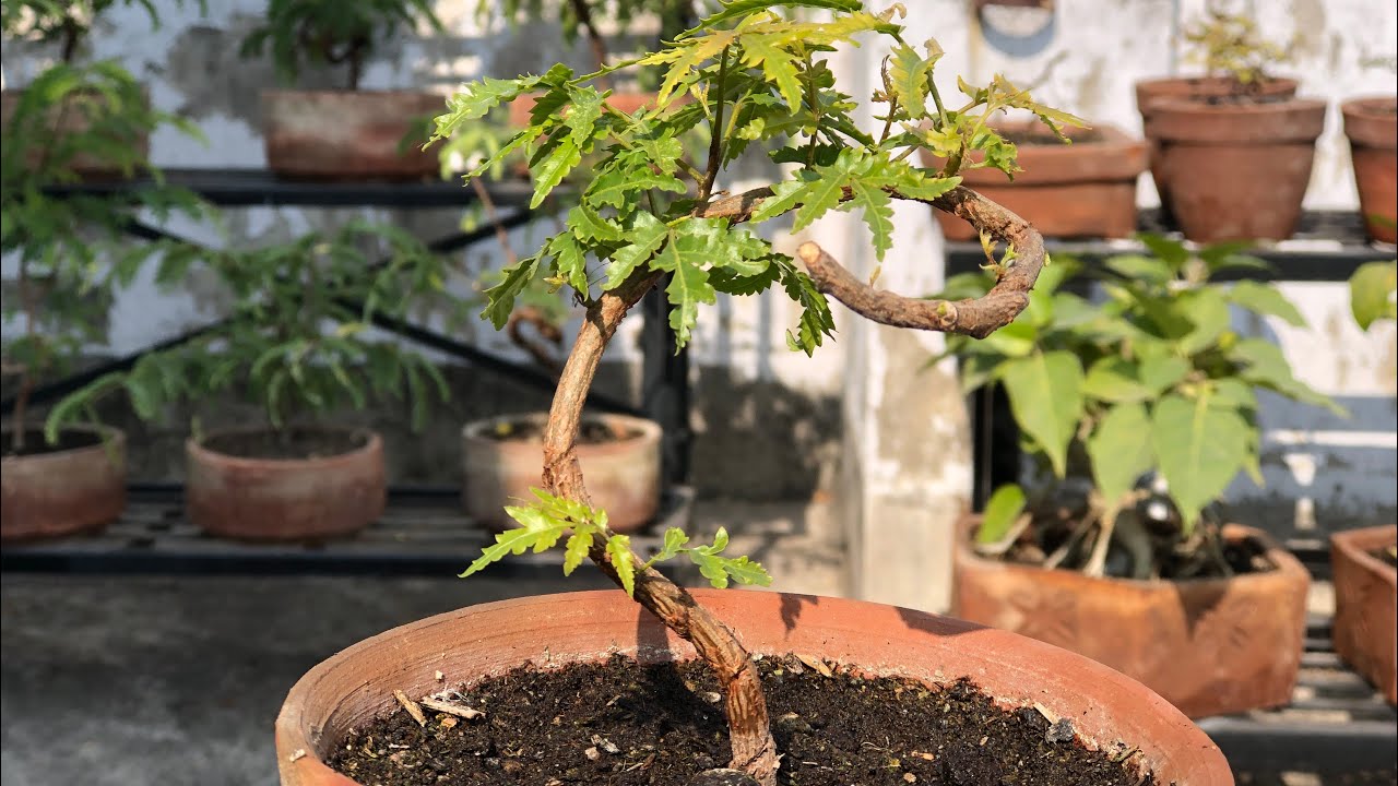 Neem Bonsai - Germinated from Seeds - Azadirachta Indica - YouTube
