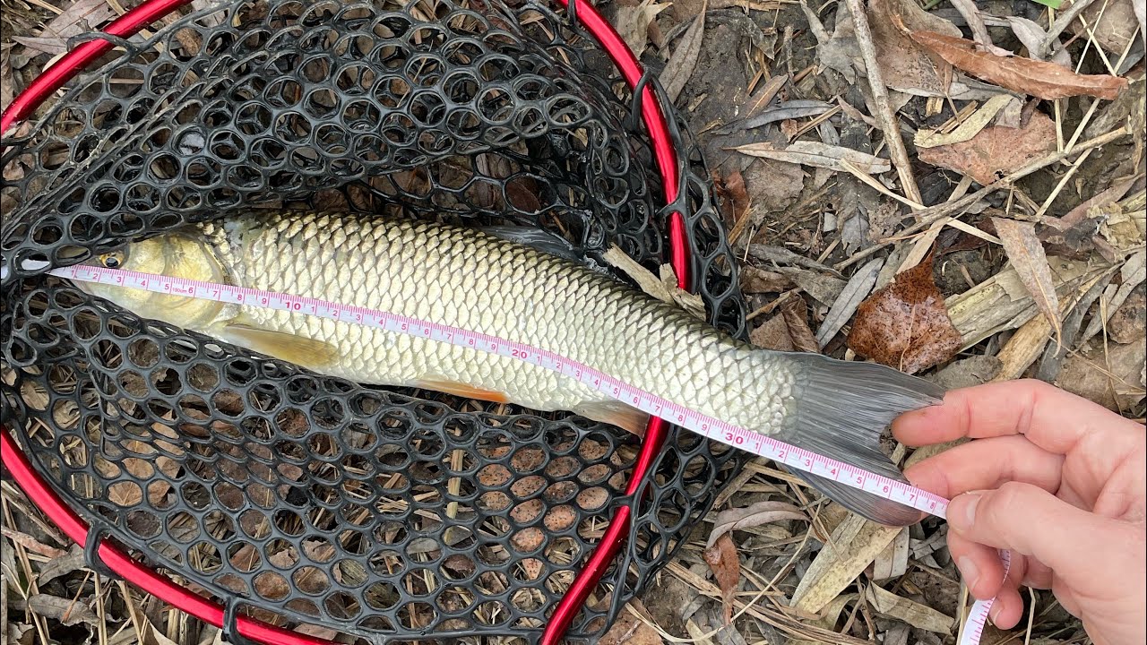 Pescuit la clean cu gume de la Berkley și Lake Fork Decembrie 2023 ...