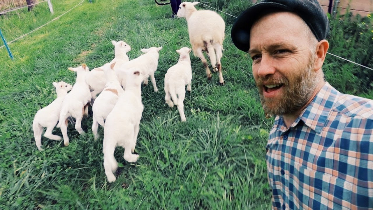 Baa Baa (REAL) Sheep Go to Grass 1st Time in Months - YouTube