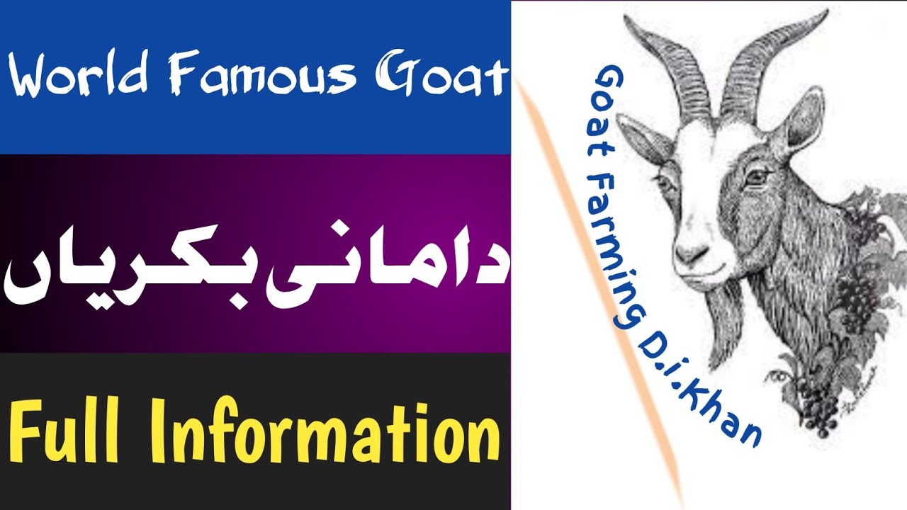 Damani Goat Farming in Pakistan Full Information About Damani Goats By ...