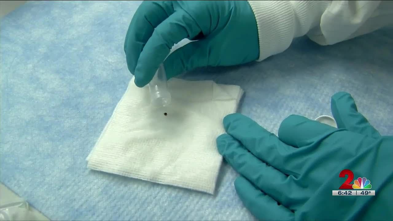 Dept. of Fish & Game warns of ticks in Alaska, urges common practices ...