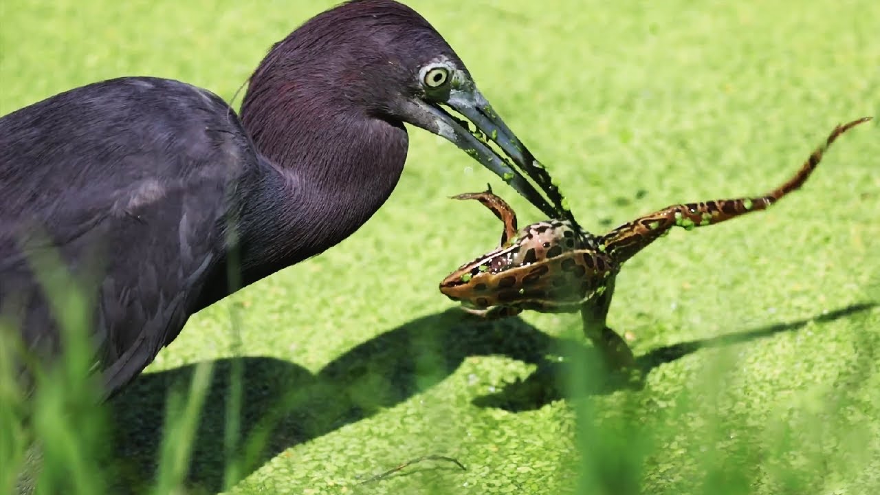 Fearless Hunters: Witness the Power and Agility of Birds of Prey - YouTube