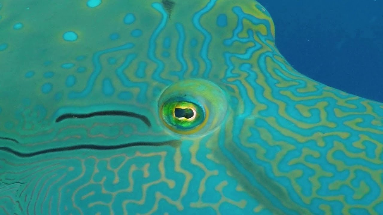 Diving Egypt Red Sea - Rocky & Zabargad Island, St John`s / Tauchen ...