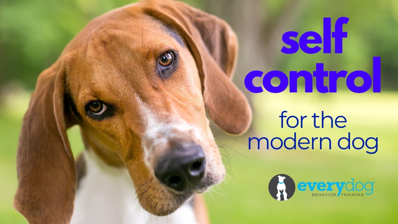 Self Control for the Modern Dog (how to train your dog to have better ...