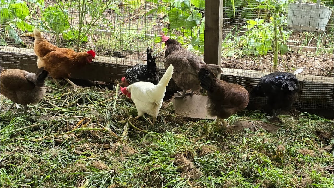 Exciting July chicken update - YouTube