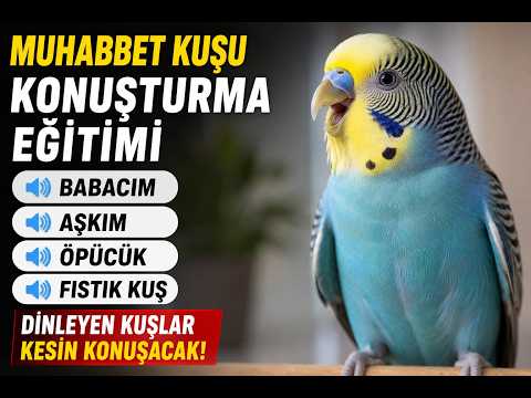 10 Dakikada Muhabbet Kuşu Konuşturma Eğitimi 🦜 | Babacım, Aşkım, Öpücük  #konuşankuş