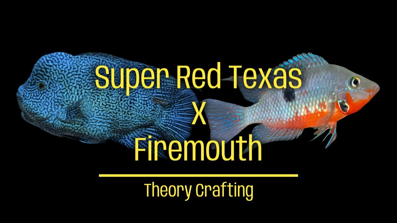 Super Red Texas X Firemouth Theory Crafting - YouTube