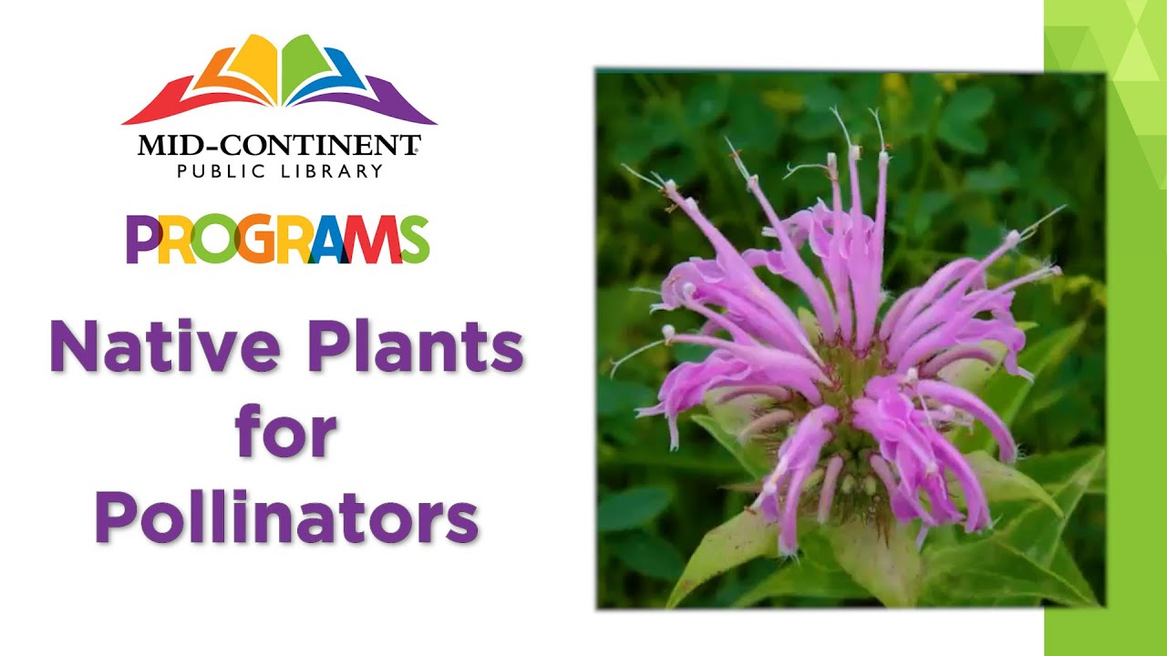 Native Plants for Pollinators | Community Programming - YouTube