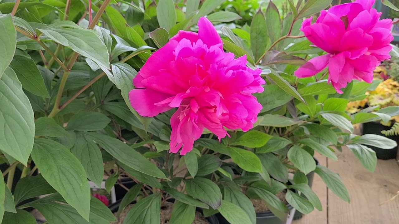 Paeonia 'Edulis Superba' (Peony) // LONG TIME old fashioned FAVORITE ...