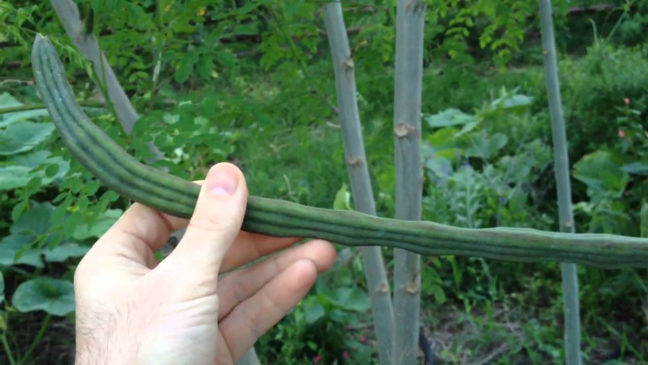 Harvesting Moringa Seeds - YouTube
