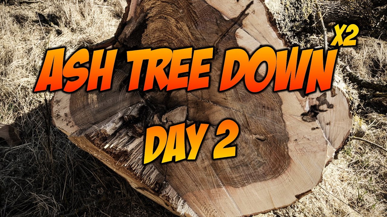 Cutting Ash tree: Day 2 - YouTube