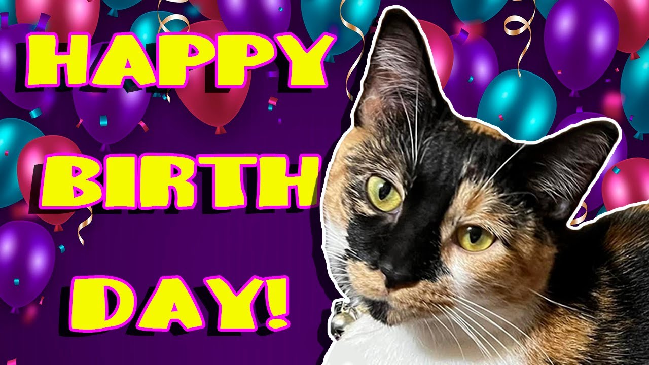 Happy Birthday To Our Cat Colby! How Old Is She Now? - YouTube